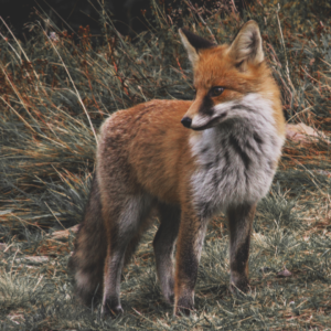 All About Barn Owls! – Acorn to Oak Kids