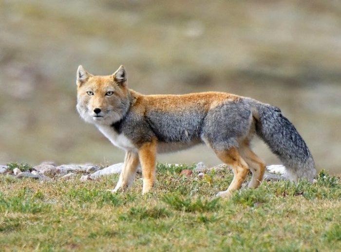 23 Types of Fox – Acorn to Oak Kids