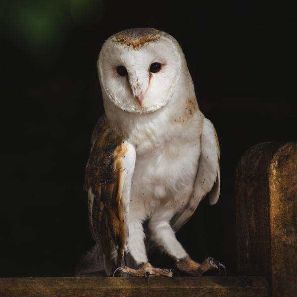 All About Barn Owls! – Acorn to Oak Kids