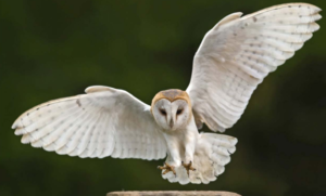 All About Barn Owls! – Acorn to Oak Kids