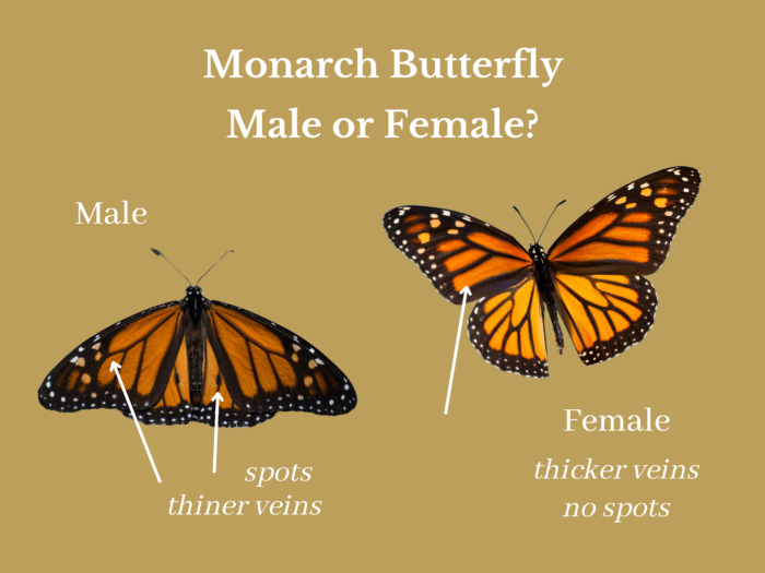 Male or Female Monarch Butterfly? – Acorn to Oak Kids