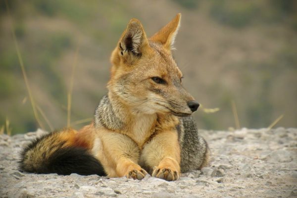 23 Types of Fox – Acorn to Oak Kids