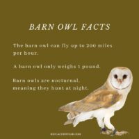 All About Barn Owls! – Acorn to Oak Kids