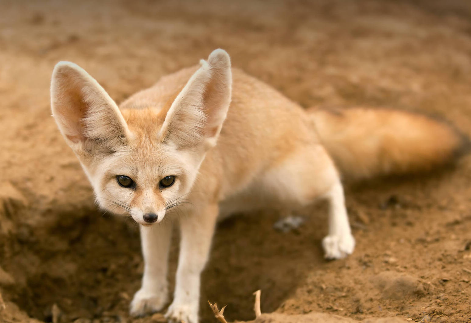 23 Types of Fox – Acorn to Oak Kids