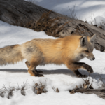 What Do Red Foxes Eat? – Acorn to Oak Kids