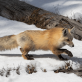 What Do Red Foxes Eat? – Acorn to Oak Kids
