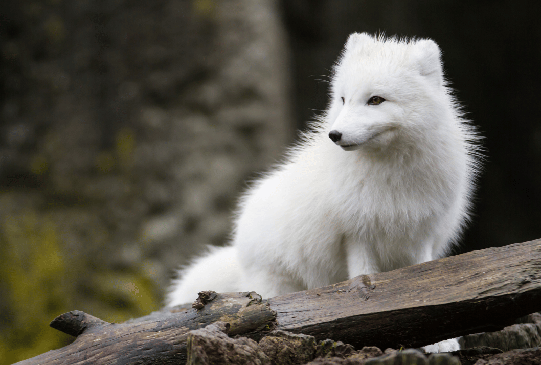 23 Types of Fox – Acorn to Oak Kids