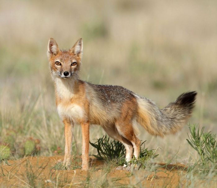 23 Types of Fox – Acorn to Oak Kids