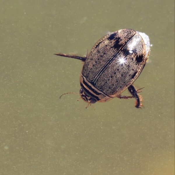 Common Types of Aquatic Insects – Acorn to Oak Kids