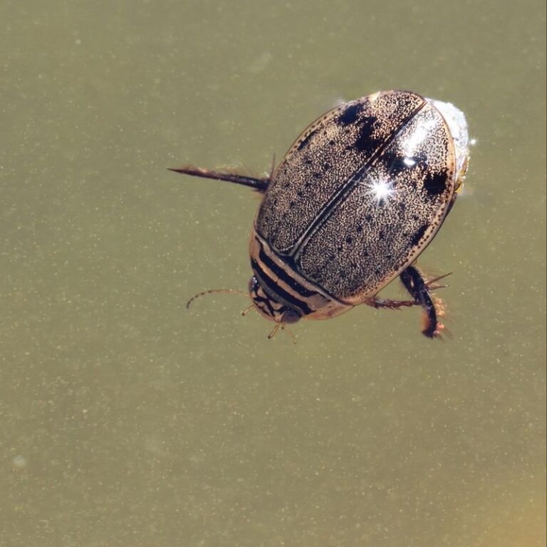 Common Types of Aquatic Insects – Acorn to Oak Kids