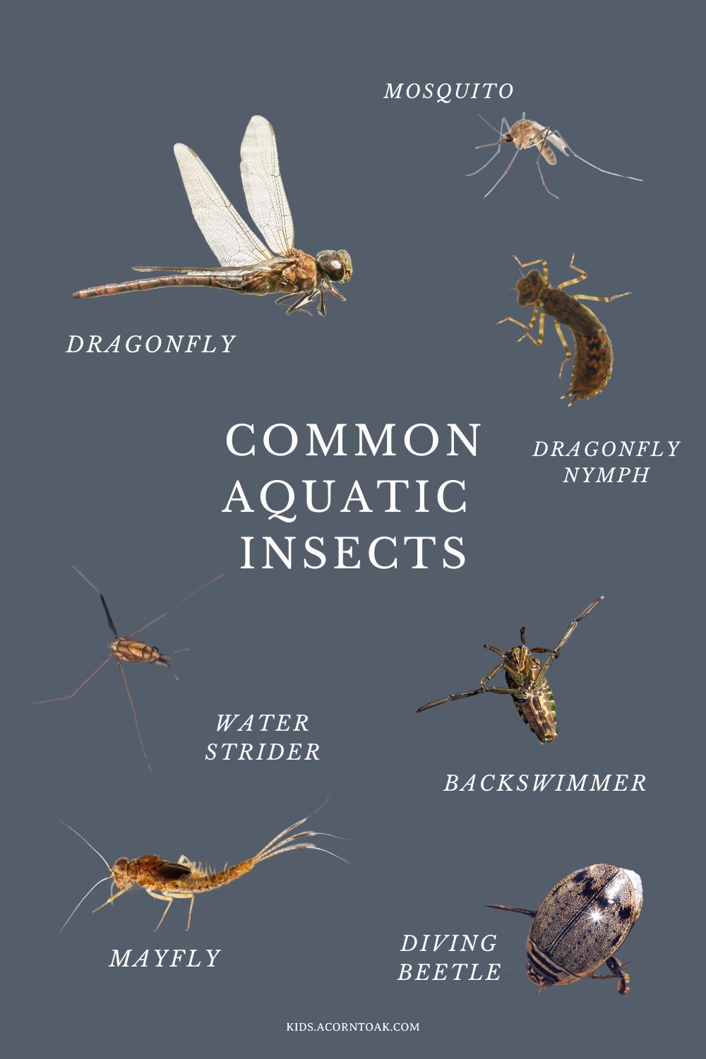 Common Types of Aquatic Insects – Acorn to Oak Kids