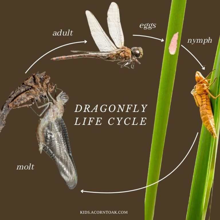 The Lifecycle of a Dragonfly – Acorn to Oak Kids