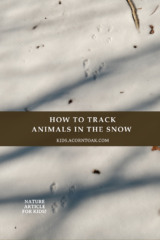 How to Identify Animal Tracks in the Snow – Acorn to Oak Kids