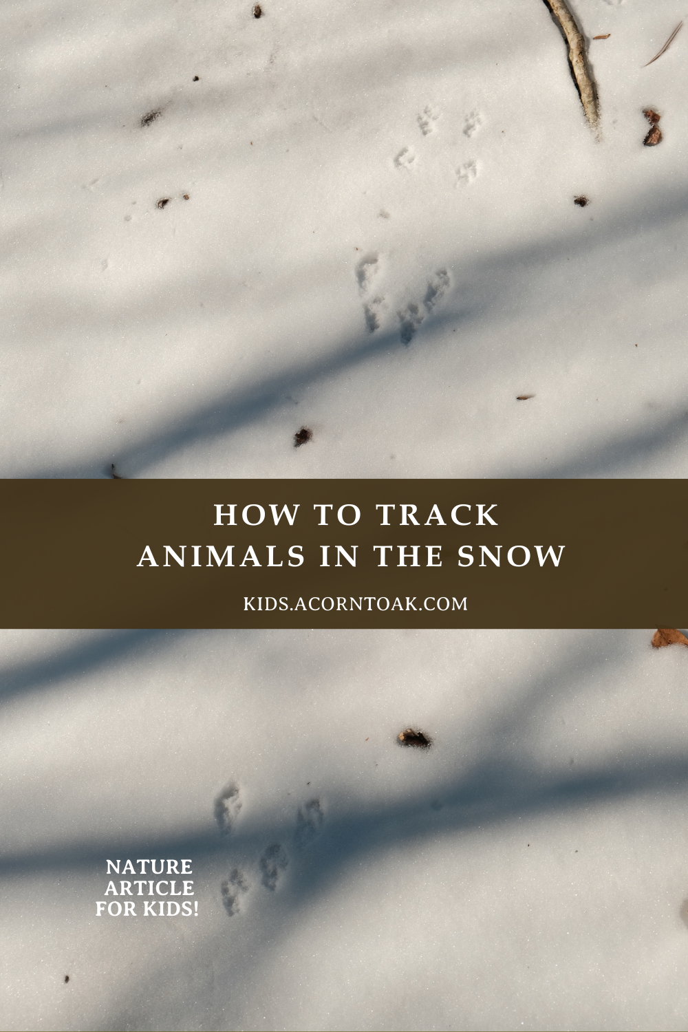 How to Identify Animal Tracks in the Snow – Acorn to Oak Kids